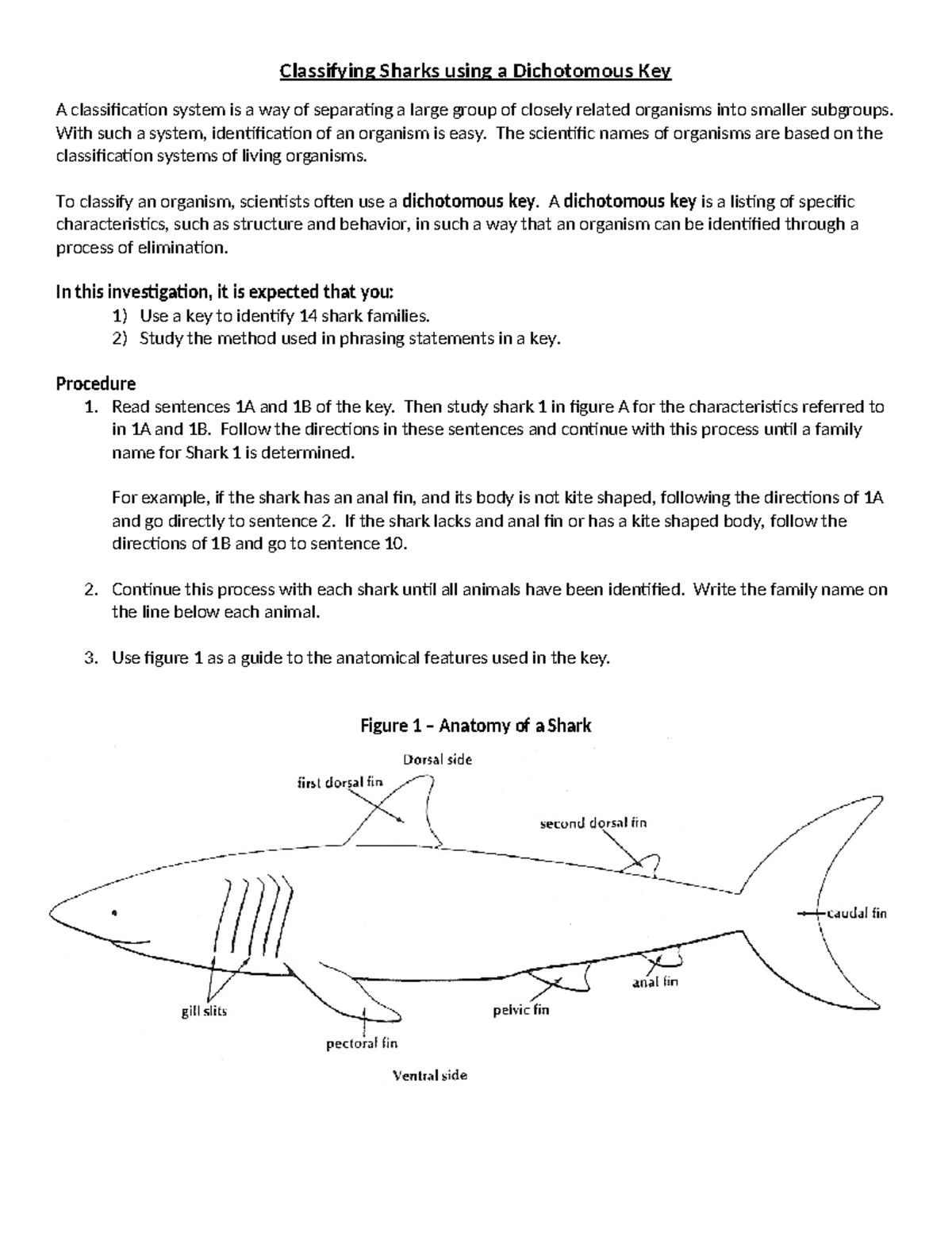 Shark Dichotomous Key answers - Classifying Sharks using a Dichotomous ...