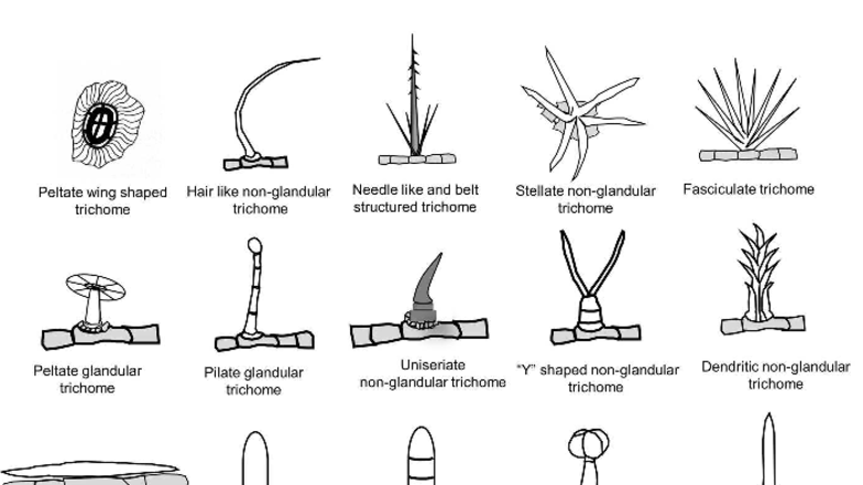 Types of Leaf Trichomes: A Comprehensive Study on Structures - Studocu