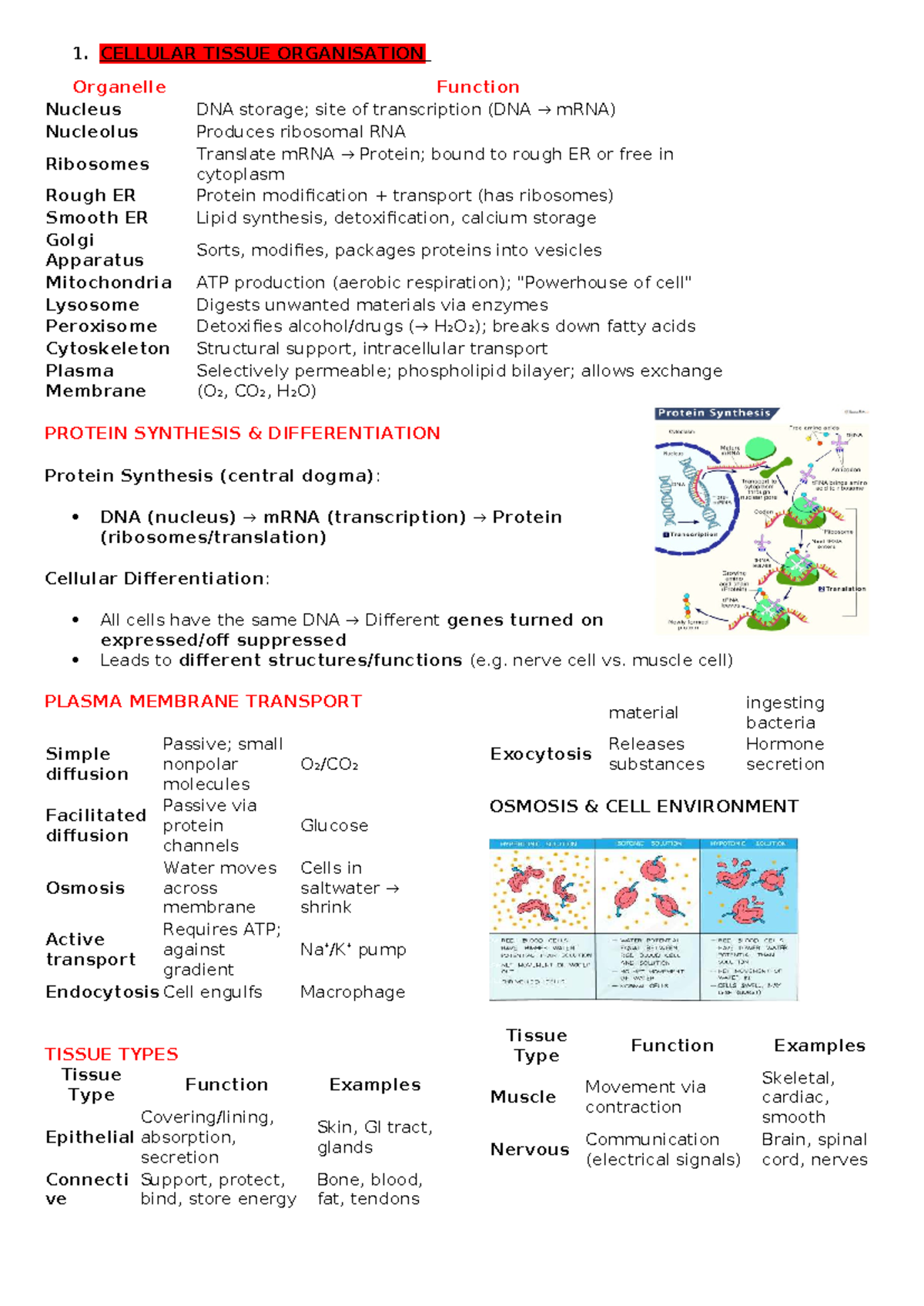 BMA SEM1 Cellular Tissue Organization and Musculoskeletal System Notes ...