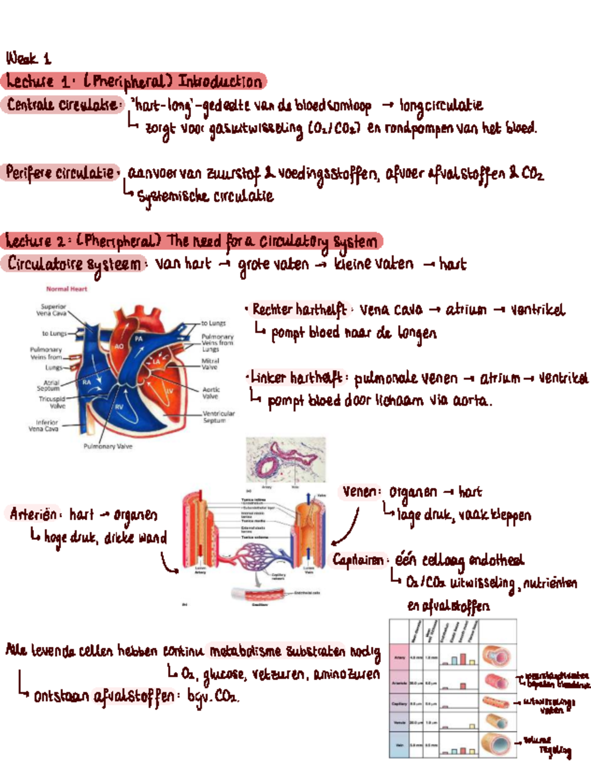Week 1 Lecture Notes: Circulatory System Overview - Studeersnel