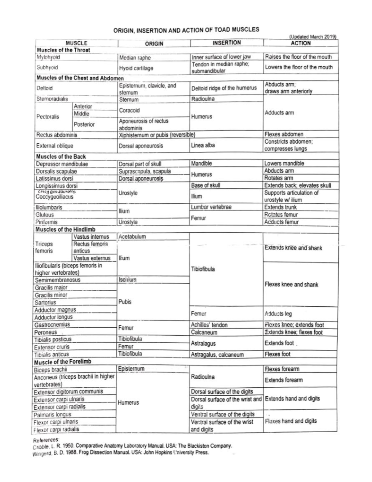 Muscular system - New - ORIGIN, INSERTION AND ACTION OF TOAD MUSCLES ...