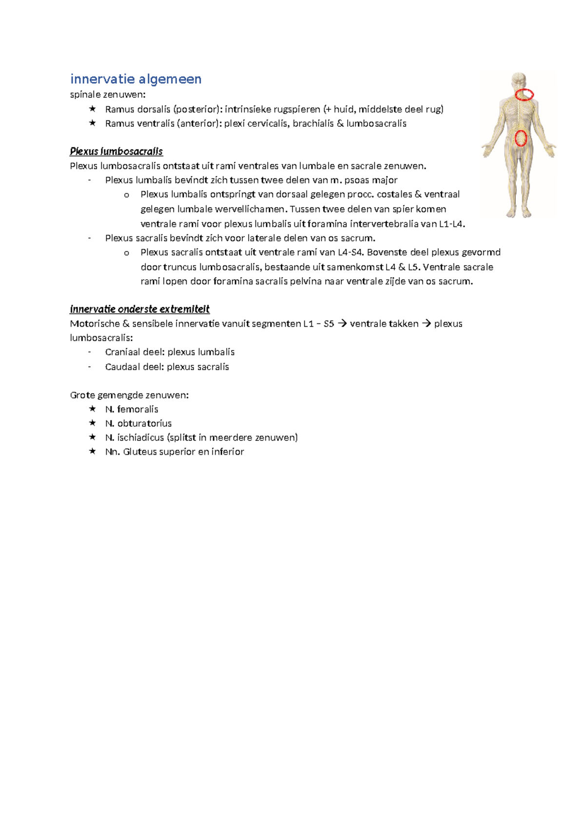 Zenuwen van de onderste extremiteit: Anatomie en Innervatie (ZNU 2023 ...