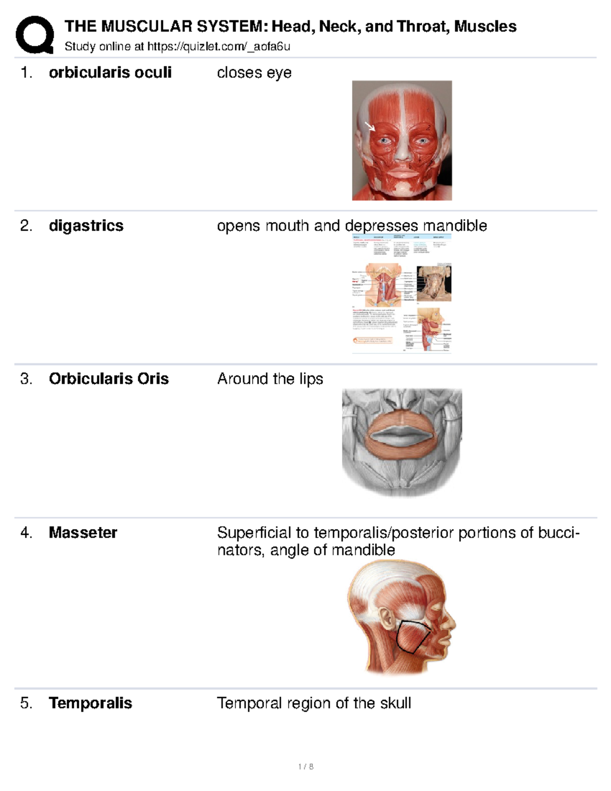 THE Muscular System Head, Neck, and Throat, Muscles - Study online at ...