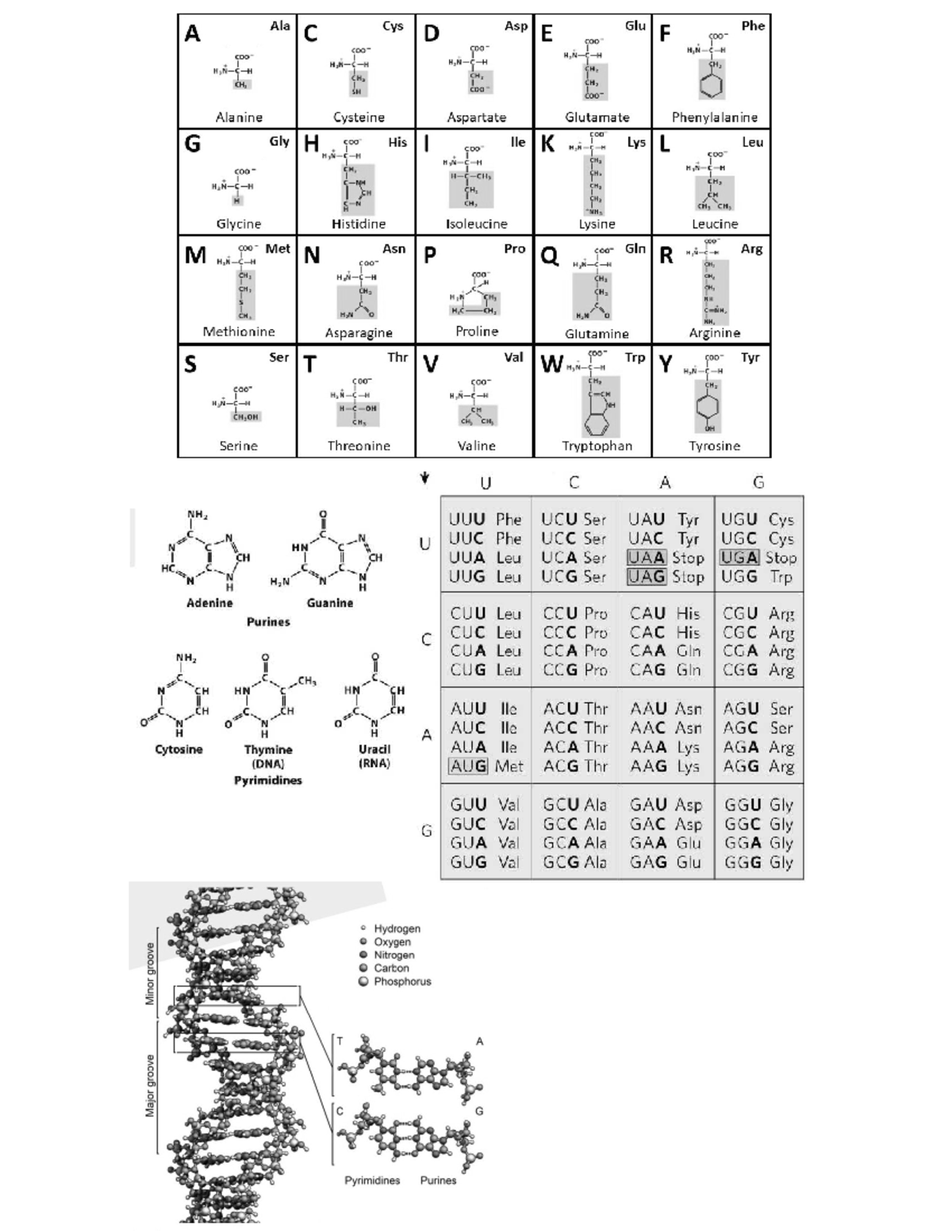 MCB Biochemistry Appendix: Amino Acids and Citric Acid Cycle - Studocu