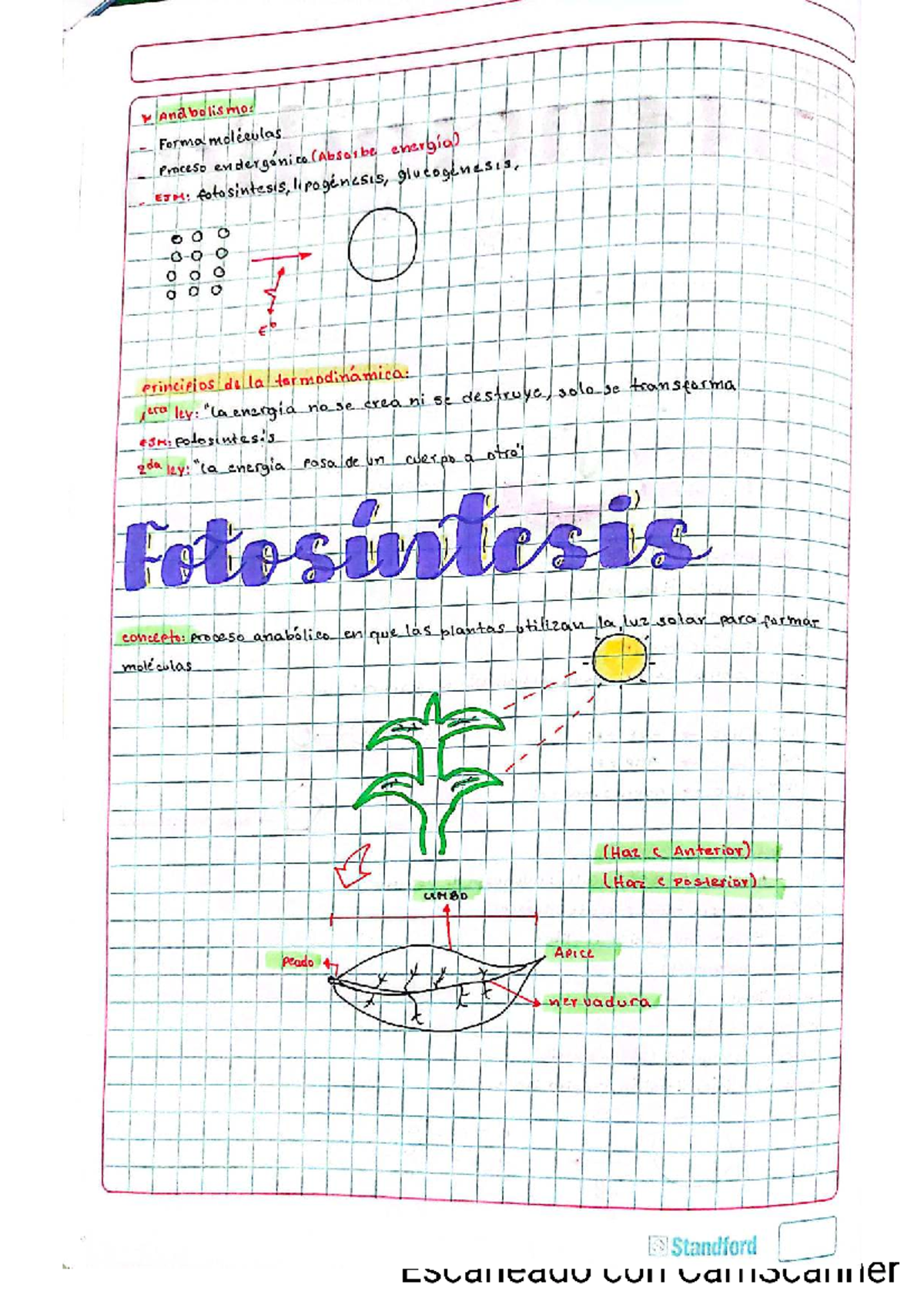 EJM: Fotosíntesis y Respiración Celular - Procesos Metabólicos - Studocu