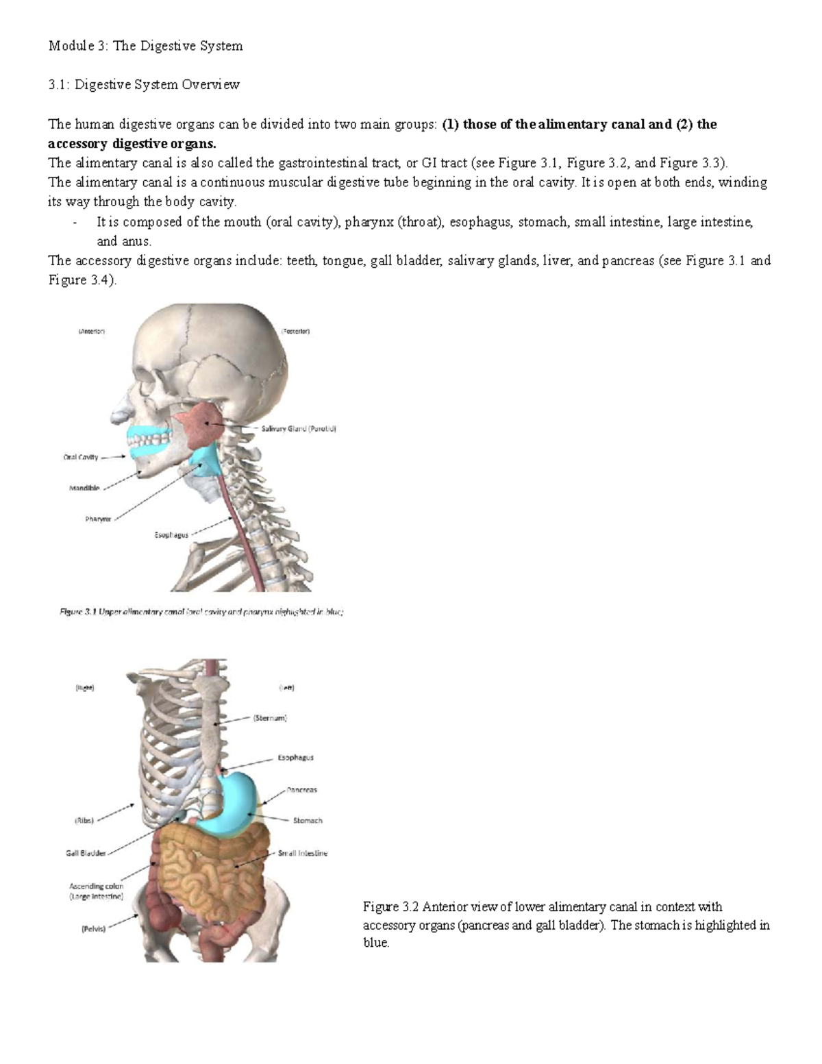 Module 3: Overview of the Digestive System and Its Anatomy - Studocu