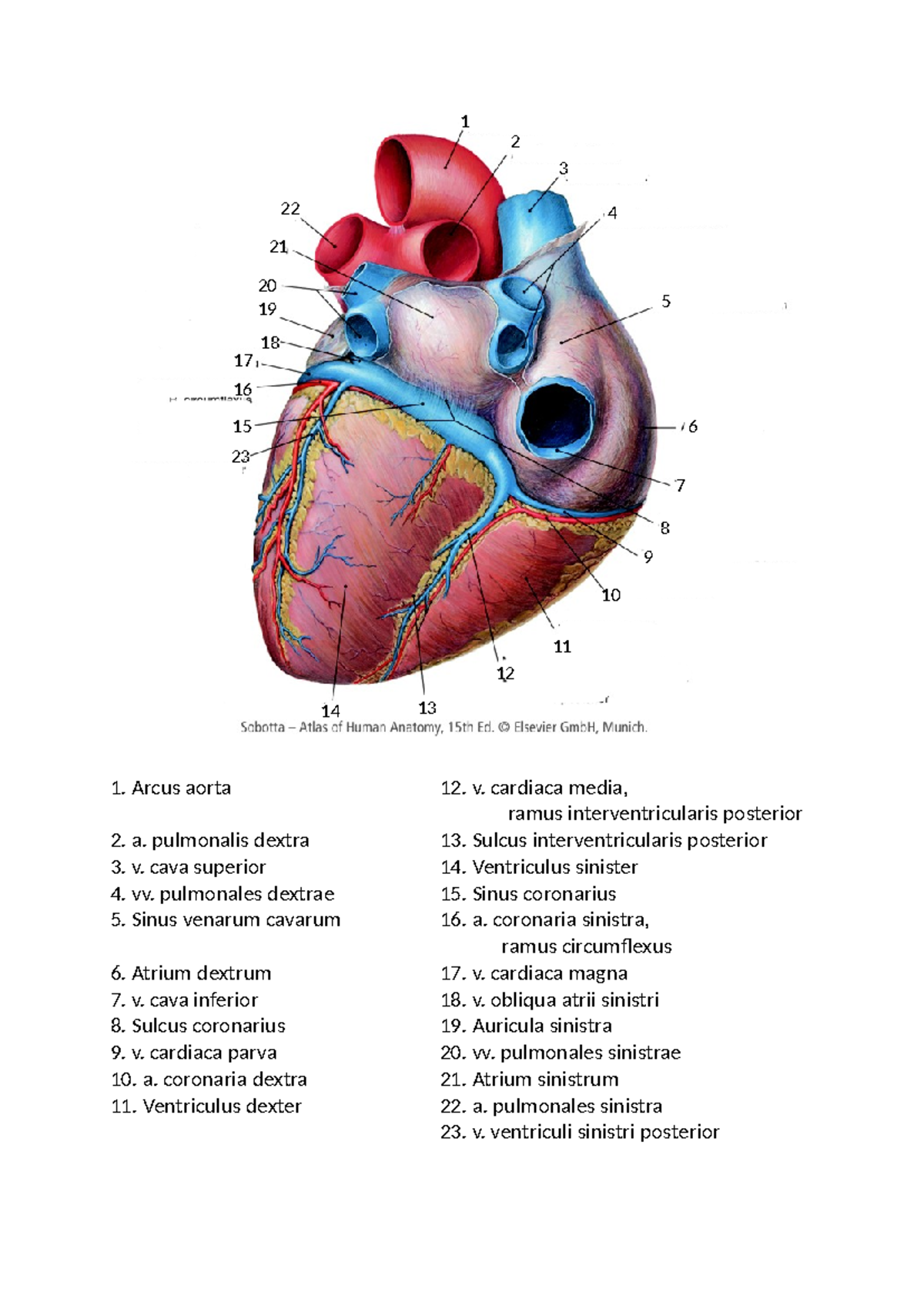 Snijzaal cardio - 1. Arcus aorta 12. v. cardiaca media, ramus ...