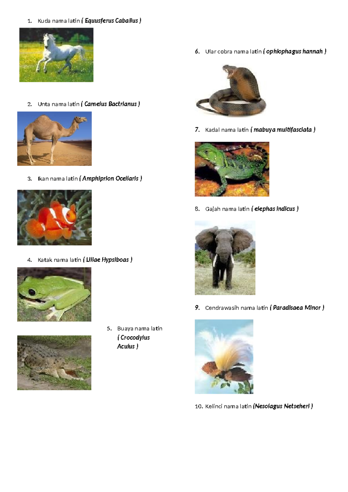 Kuda nama latin - Nama hewan dan gambar. - Kuda nama latin ( Equusferus ...