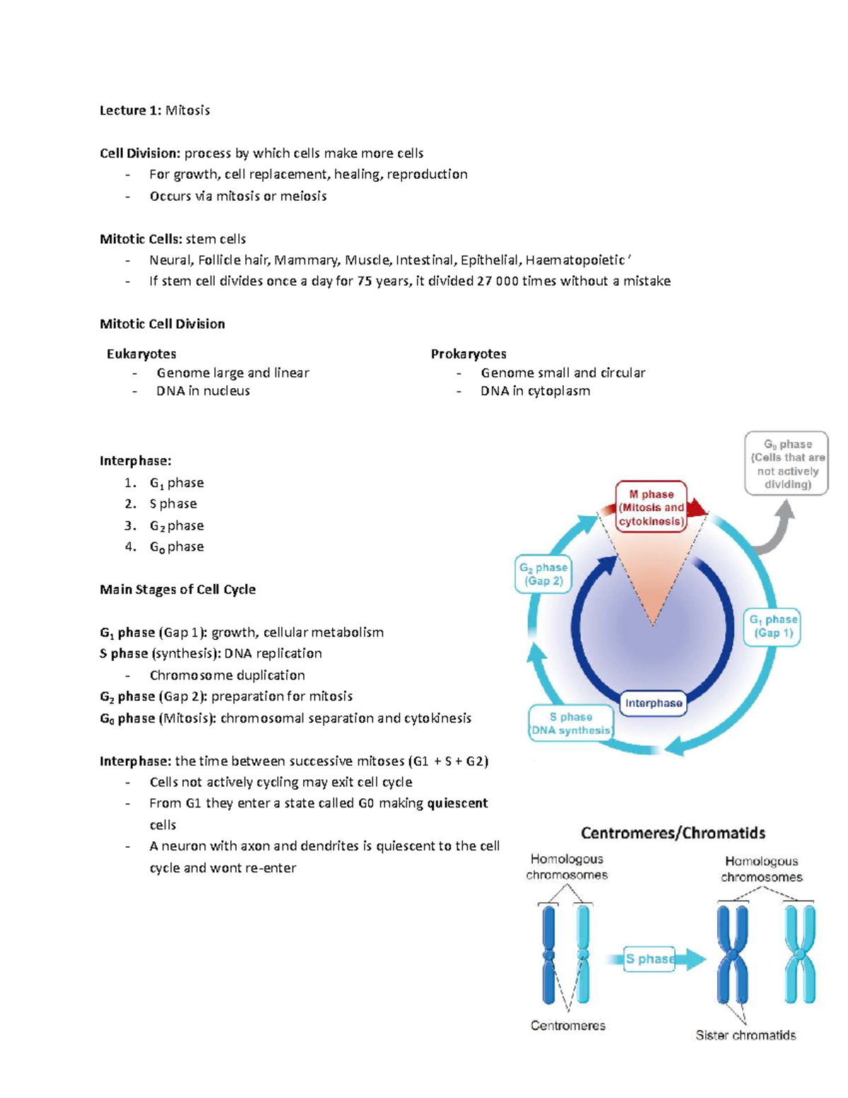 BIOL 1090 Lecture Notes: Mitosis and Meiosis Overview - Studocu