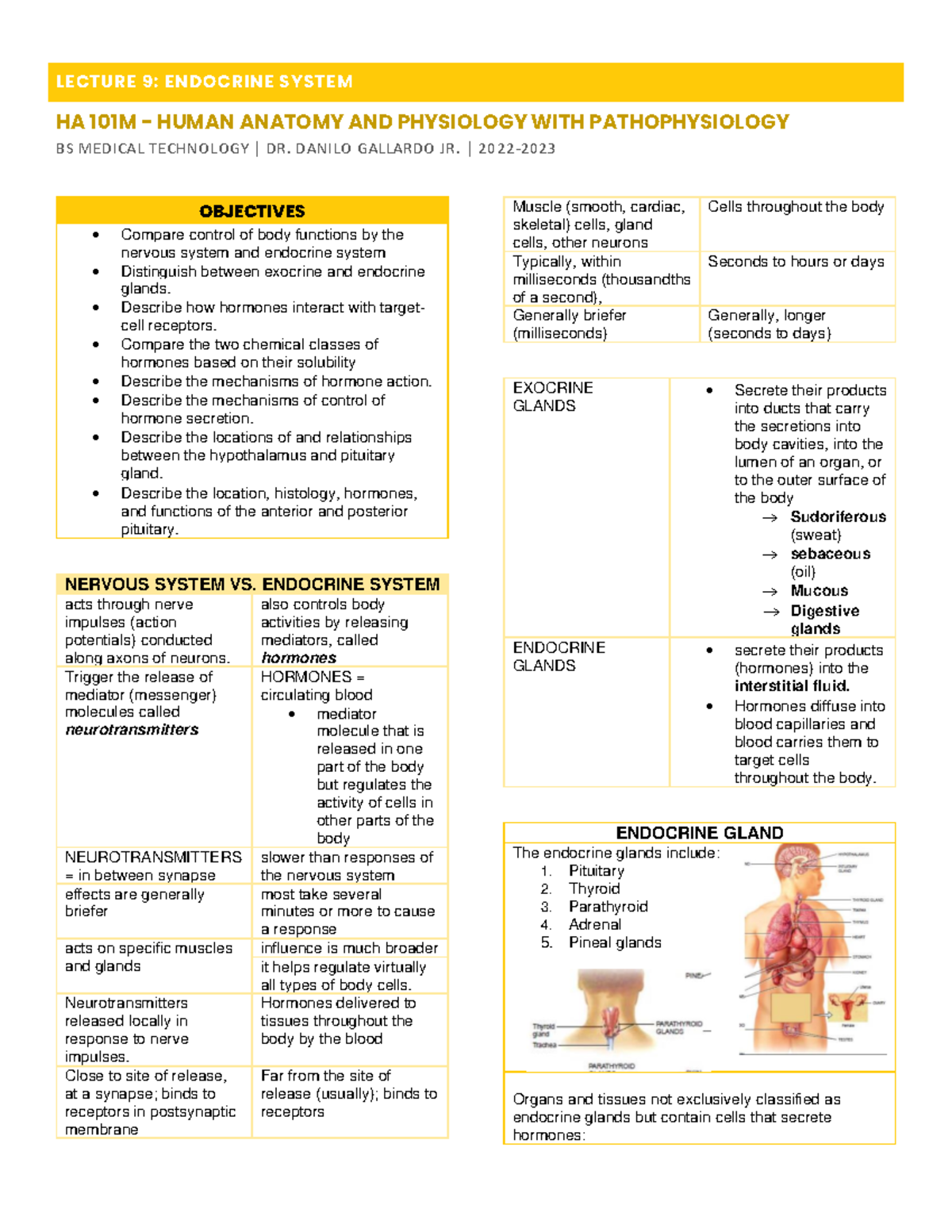 Endocrine-system - Endocrine Lecture Notes - LECTURE 9 : ENDOCRINE ...