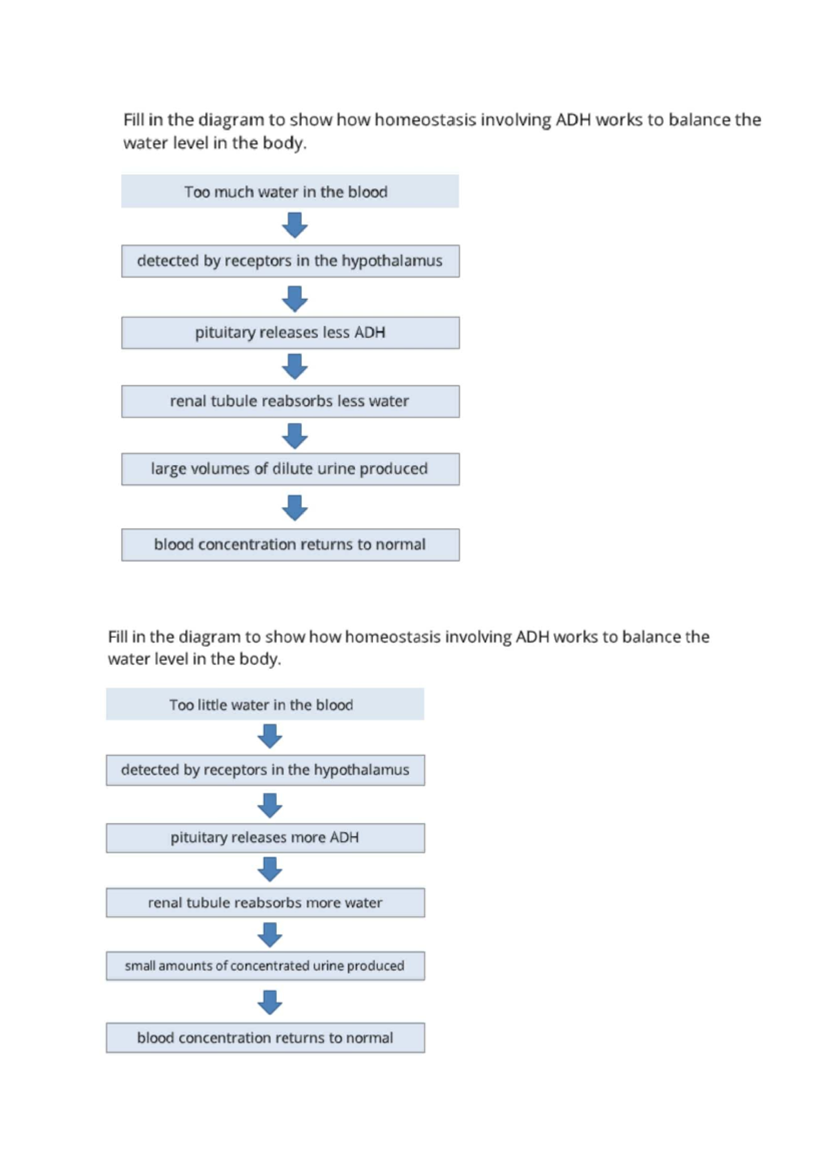 Kidney Flowchart: Homeostasis & ADH Regulation - Studocu