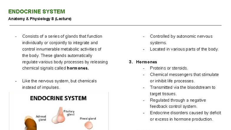 ENDOCRINE SYSTEM Anatomy & Physiology 8 (Lecture Notes) - Studocu
