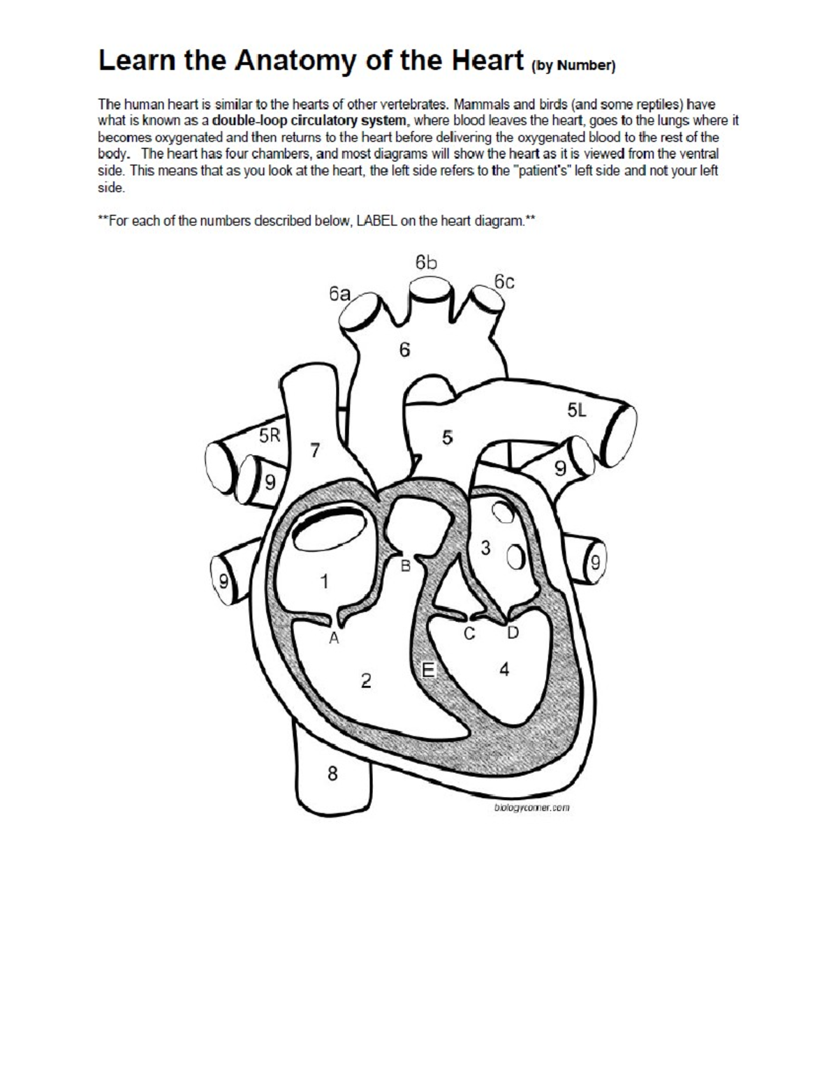 Heart-label structures - EL-250 - Studocu
