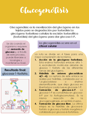 Resumen Glucogenesis - Ruta metabólica de síntesis de glucógeno ...