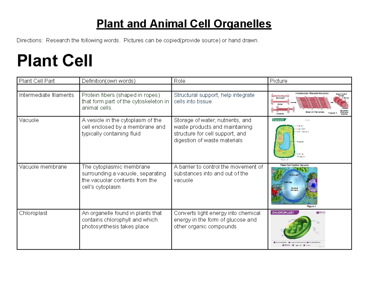 Plant and Animal Cell Organelles Vocabulary Guide - Studocu