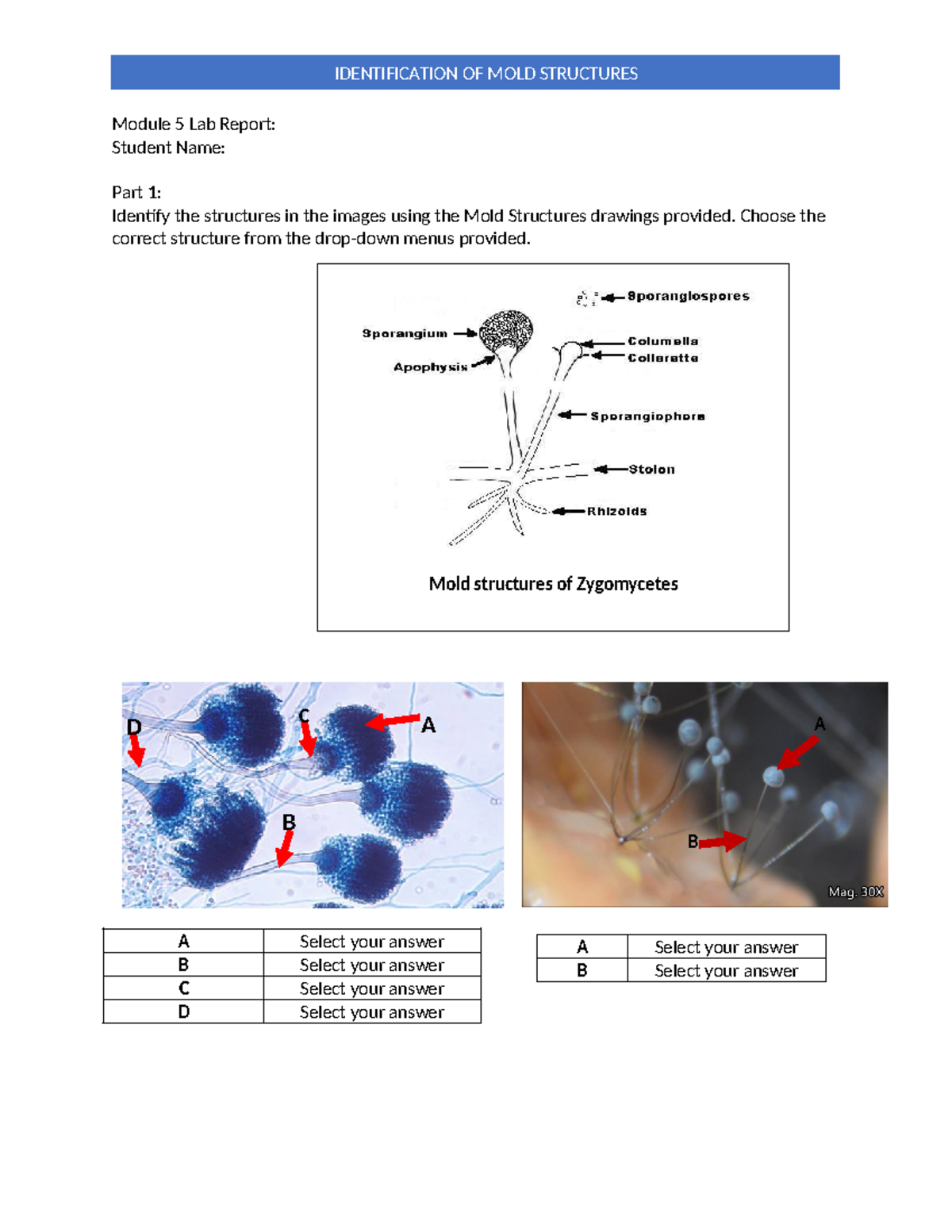 Module 5 Lab Report - Fungi - BSC2010 - Module 5 Lab Report: Student Name: Part 1: Identify the ...