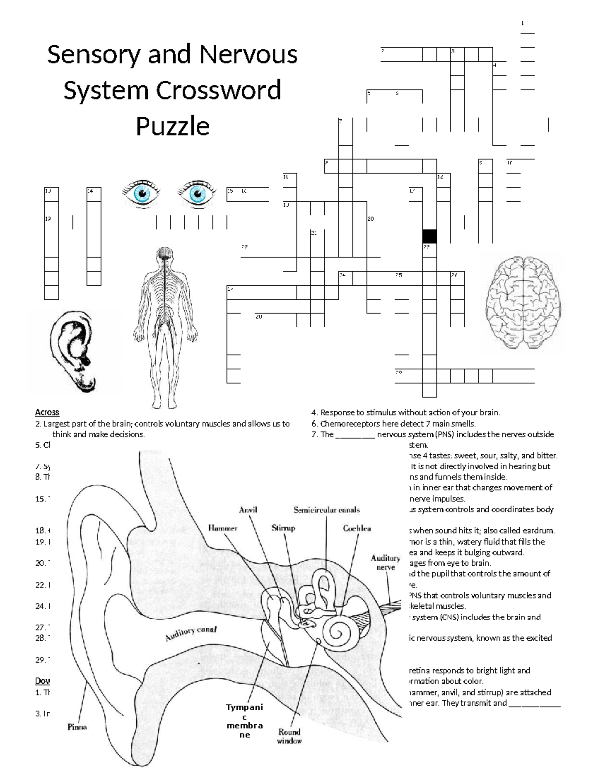 Crossword Puzzle on Sensory & Nervous System (BIO 101) - Studocu