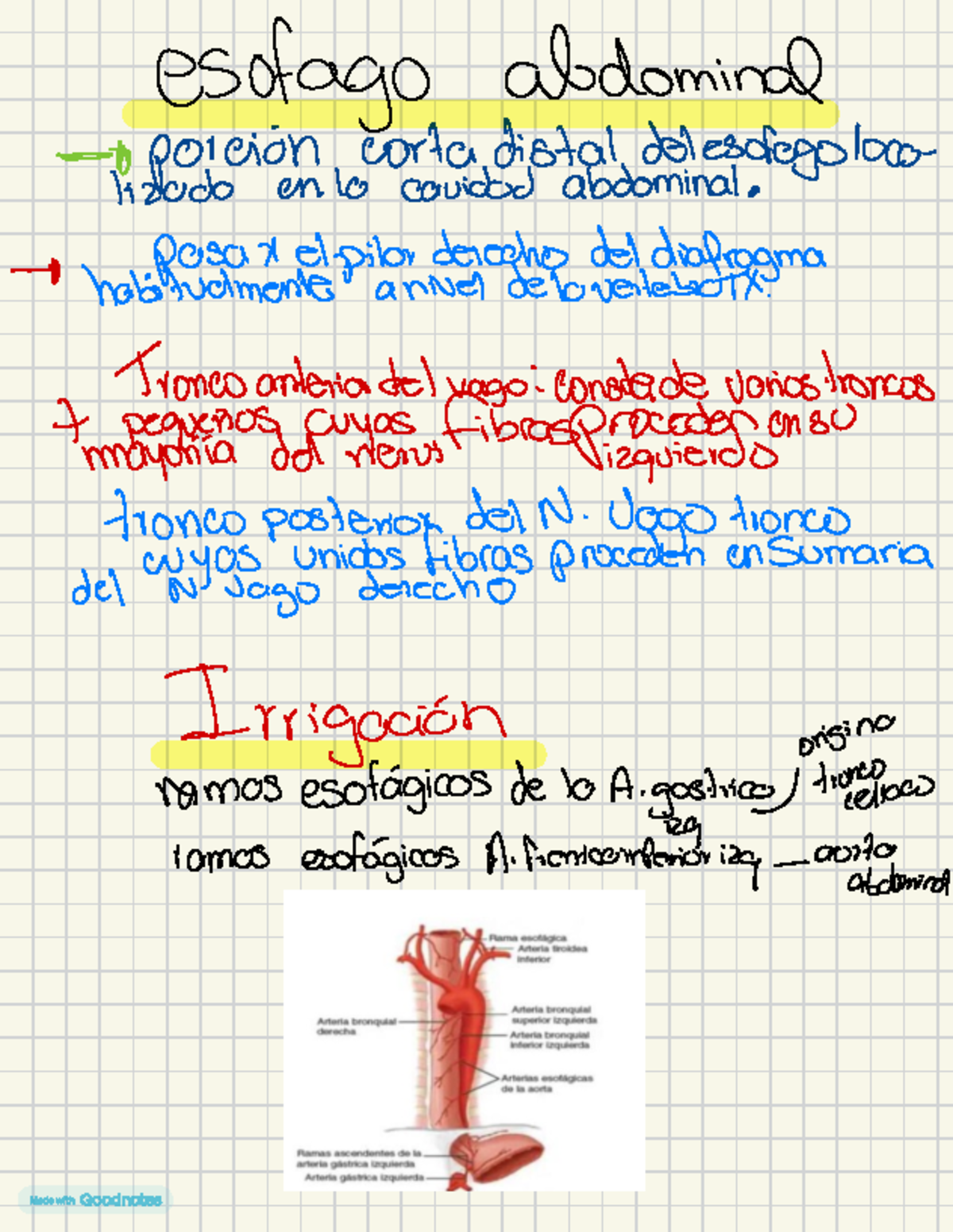 Resumen de la Anatomía Abdominal - Esofago y Estructuras Asociadas ...