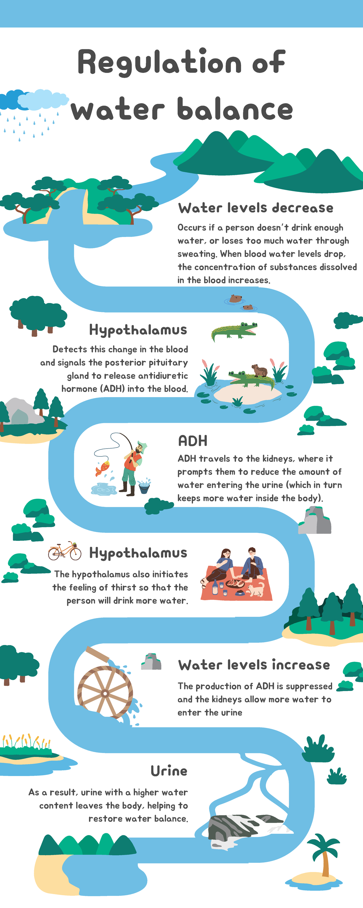 Regulation of Water Balance: Negative Feedback Loop in ADH Function ...