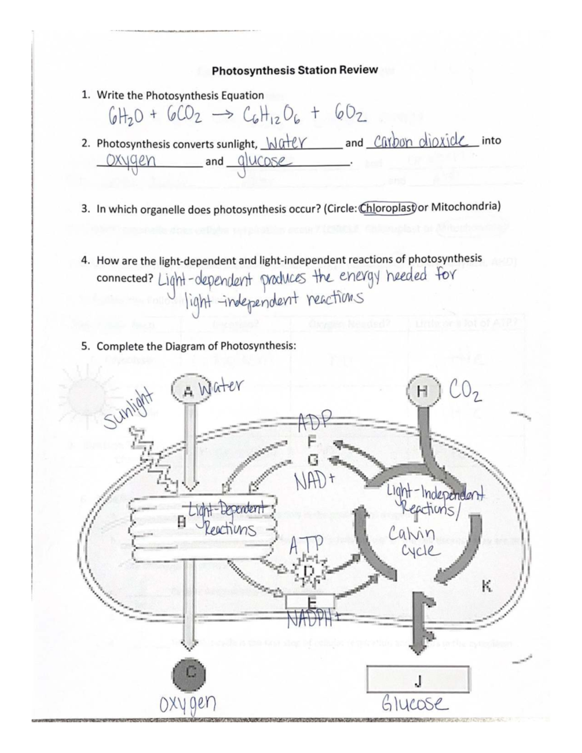 Photosynthesis Station Review - Key Concepts and Study Guide ...