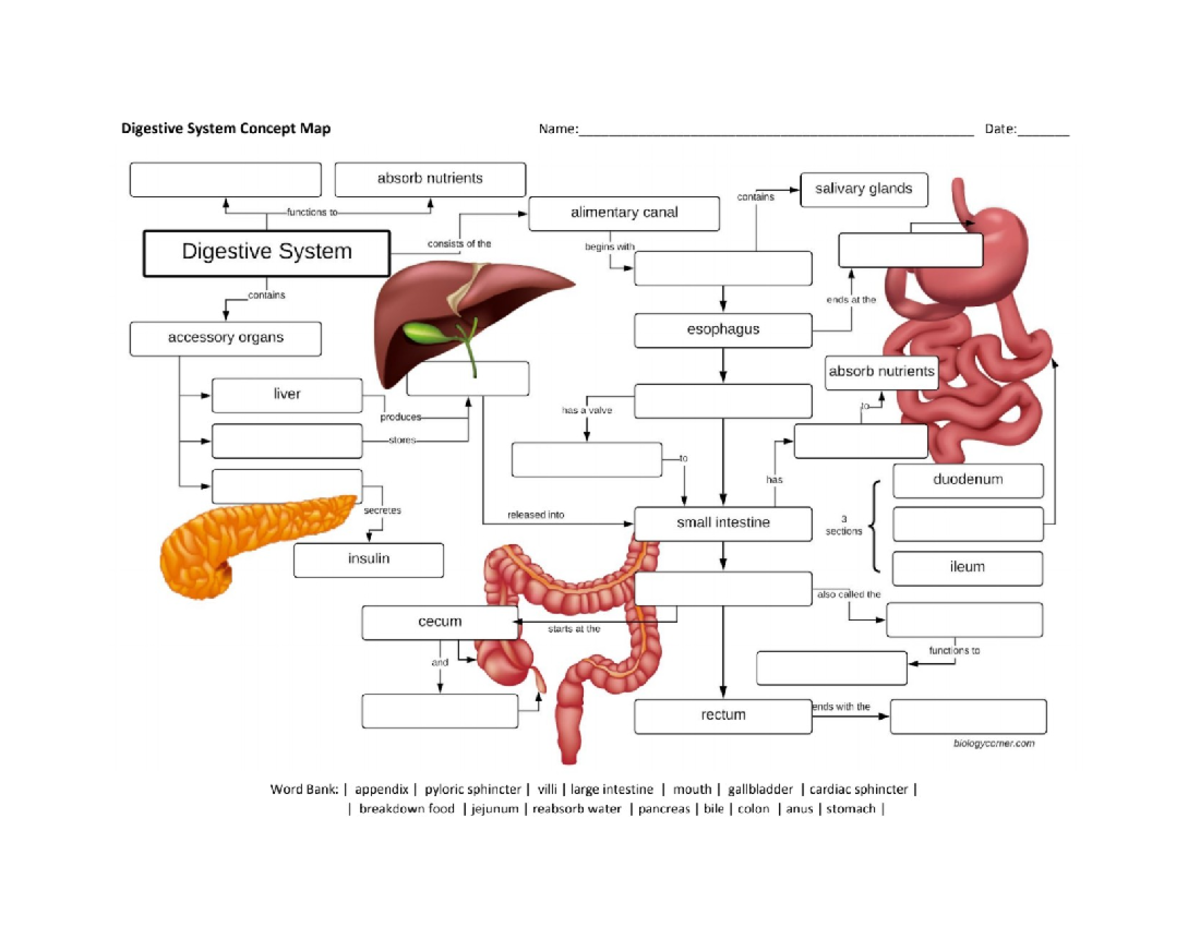 Biology 101: Digestive System Concept Map - Lesson 3 - Studocu