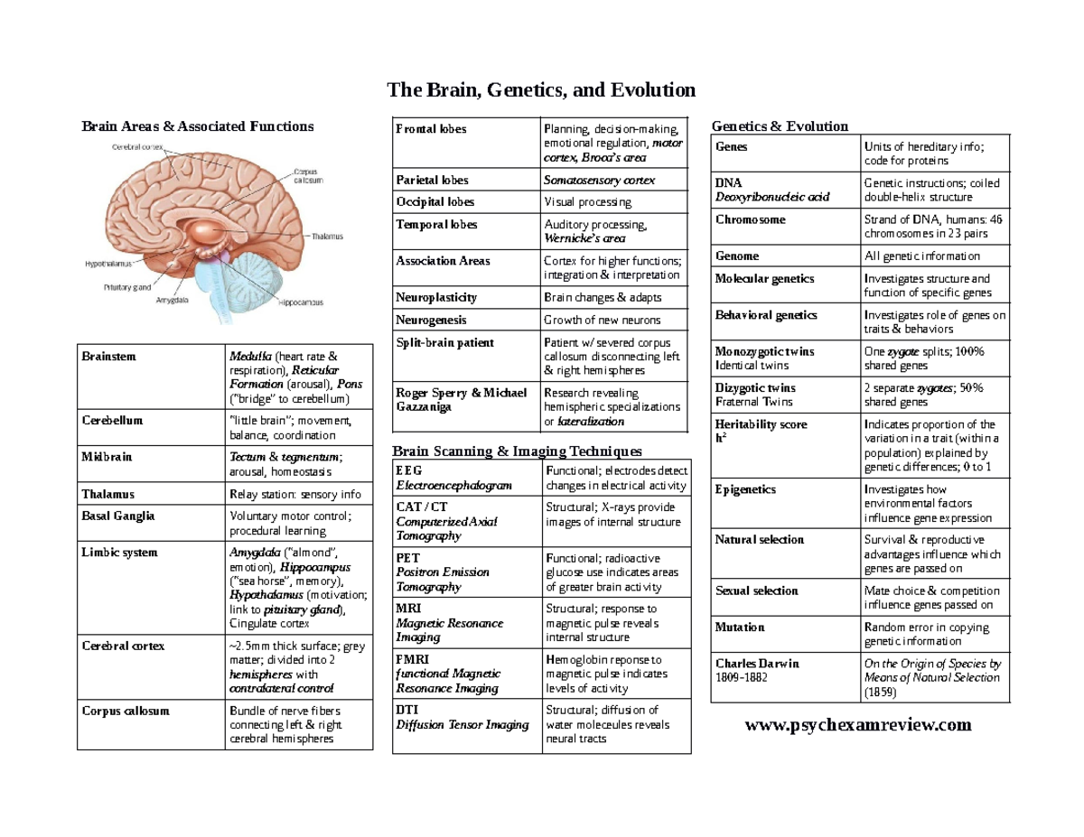 Brain Genetics and Evolution Study Guide (Psy 101) - Studocu