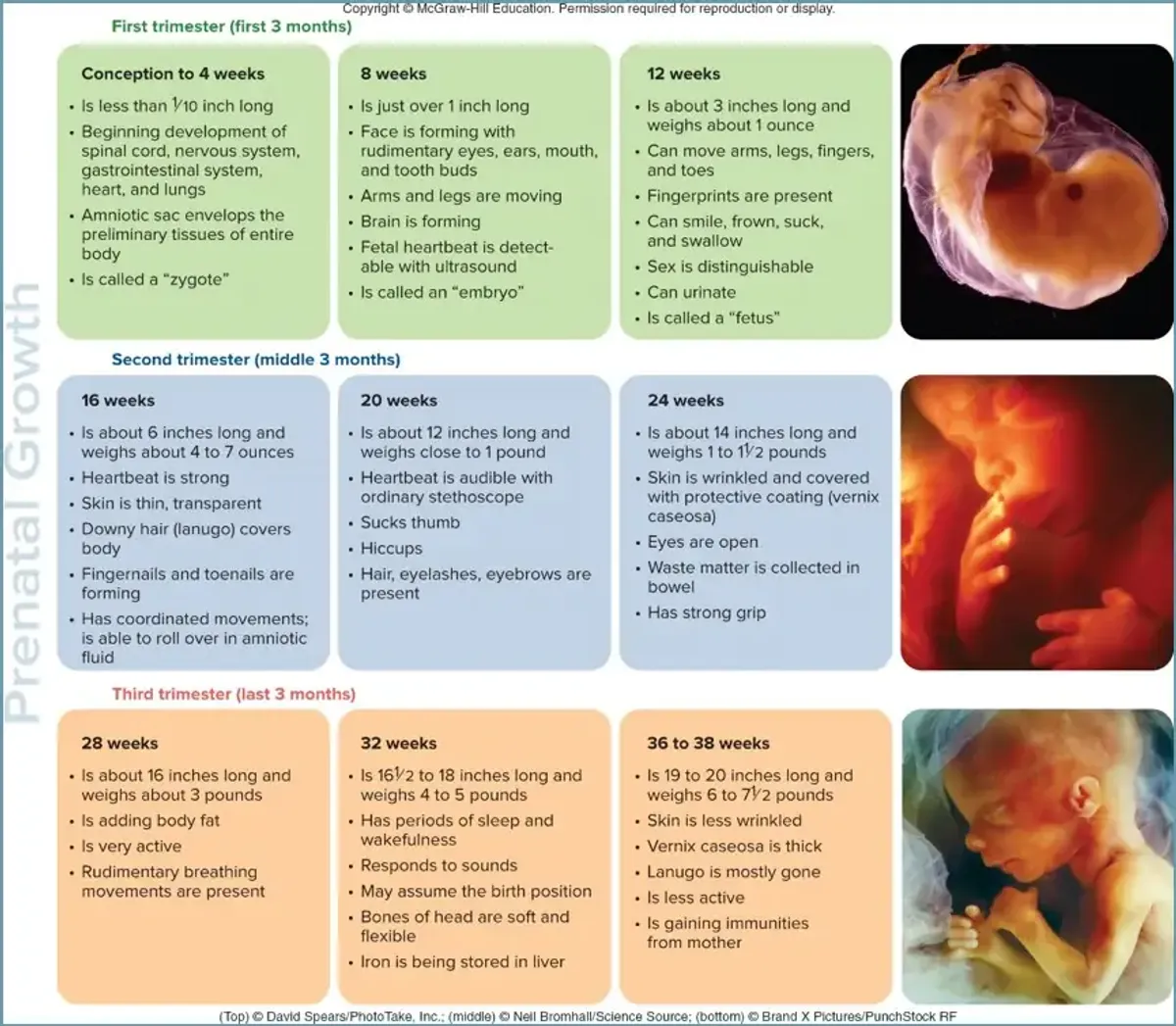 Chapter 3 - Prenatal Development & Birth: Key Concepts and Processes ...