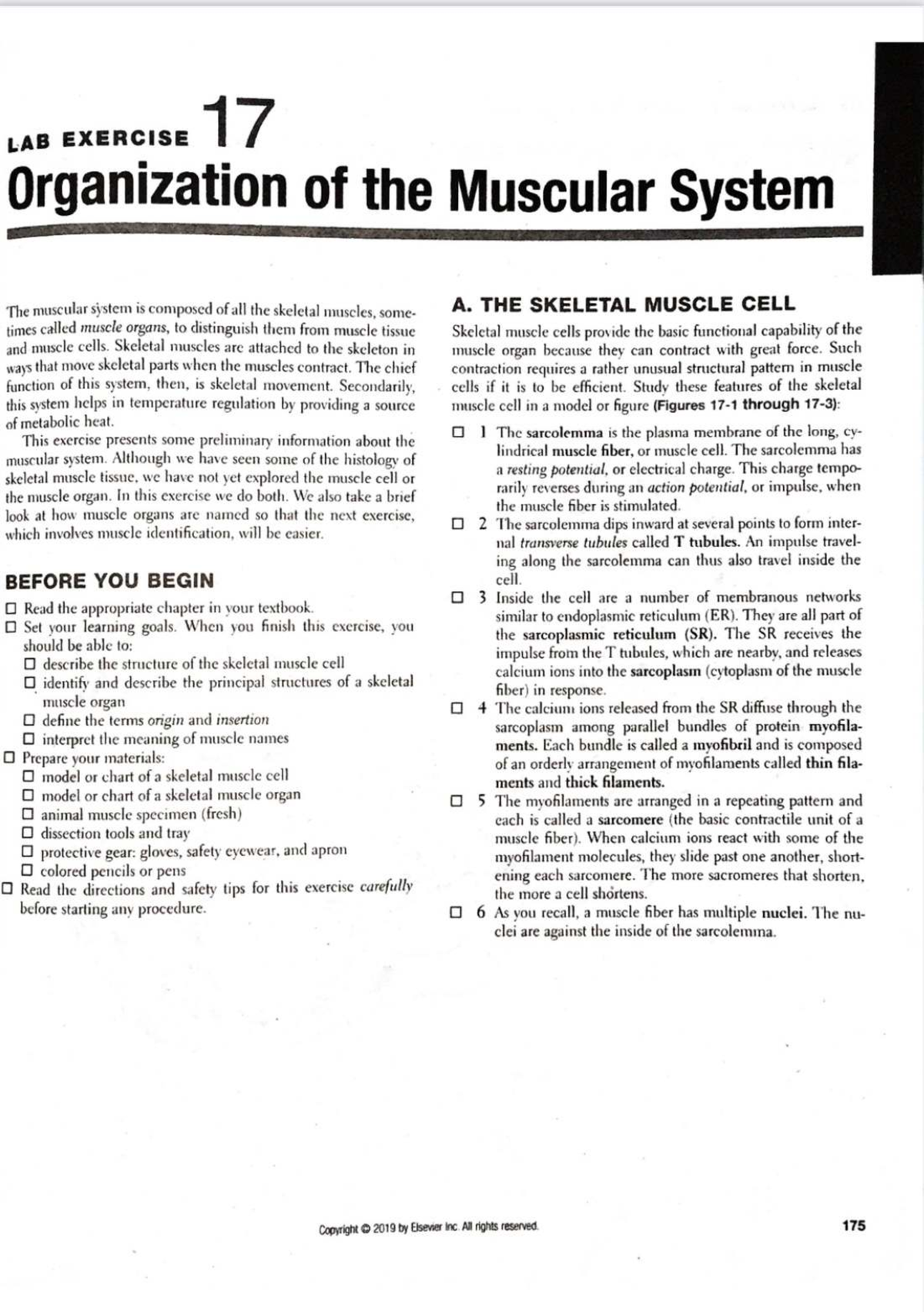 LAB EXERCISE 17: Organization of the Muscular System Worksheet - Studocu