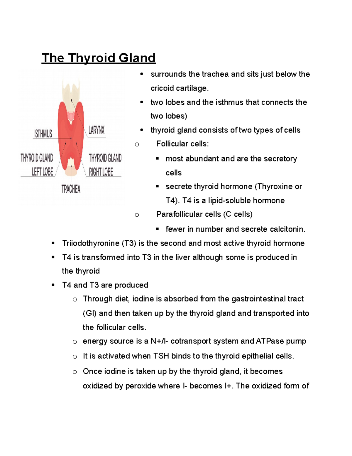 Thyroid Gland - Lecture Notes on Structure & Functions (Lectures 5-8 ...