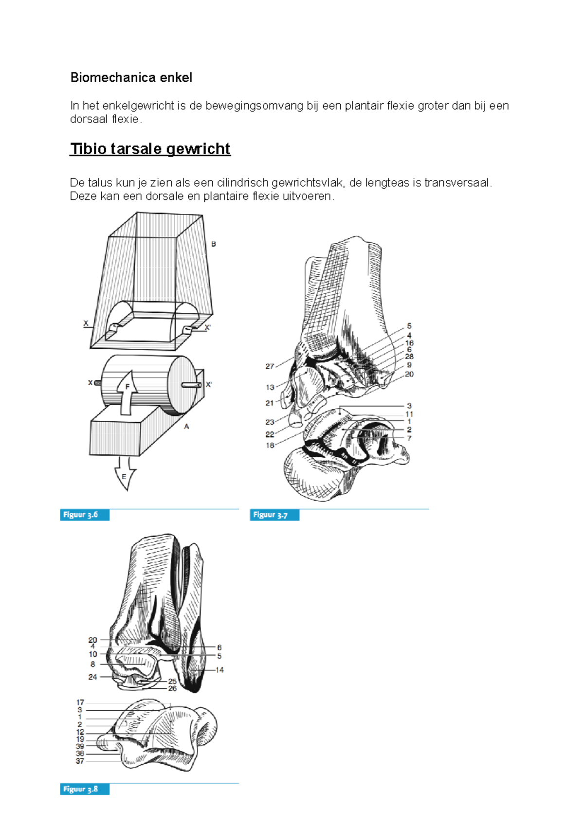 Samenvatting Biomechanica van het Enkelgewricht en Bewegingen - Studeersnel