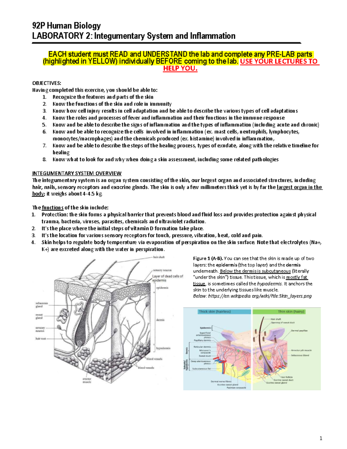 9P2 Lab 2: Integumentary System & Healing Processes Overview - Studocu