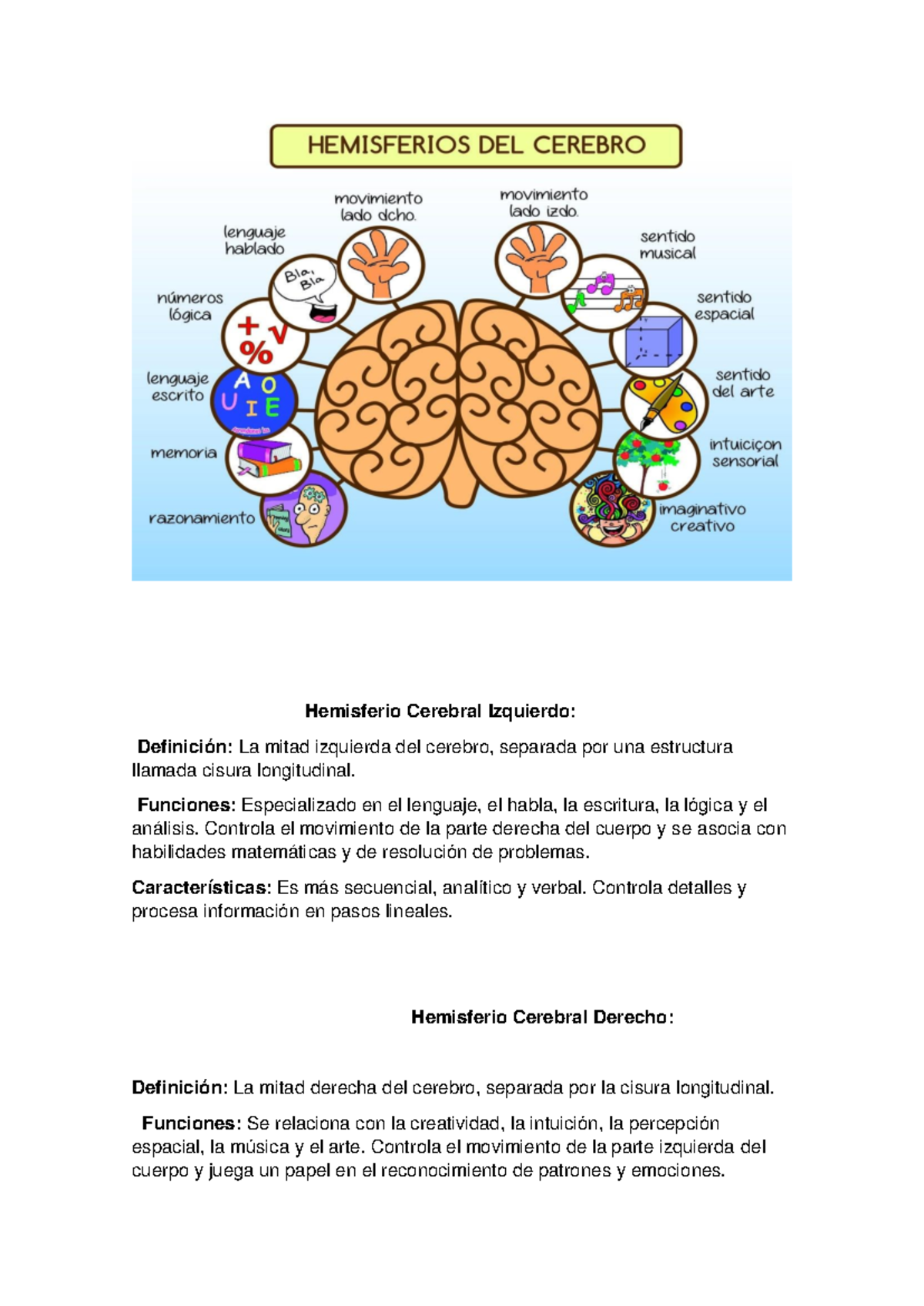Funciones y Características de los Hemisferios Cerebrales - Studocu