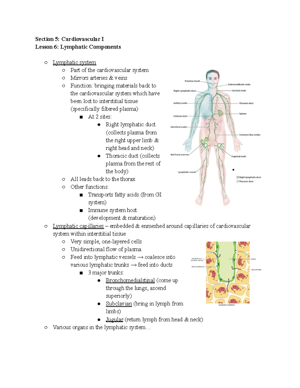 Lymphatic Components in Cardiovascular System - Lesson 6 Overview - Studocu