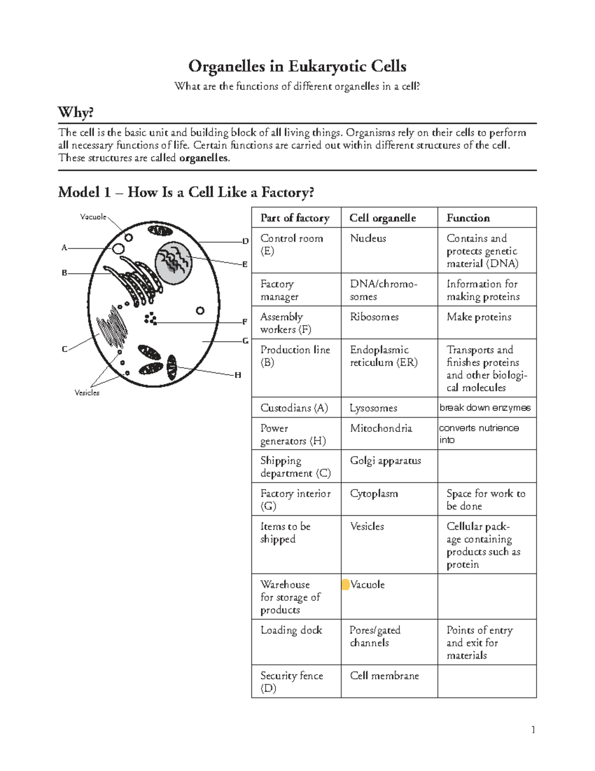 Eukaryotic Cells: Functions of Organelles - Cells Worksheet - Studocu