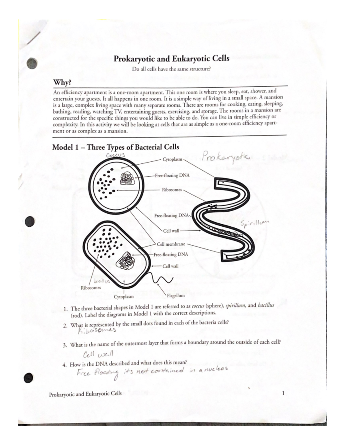 Prokaryotic And Eukaryotic Cells - This one room is where you sleep ...