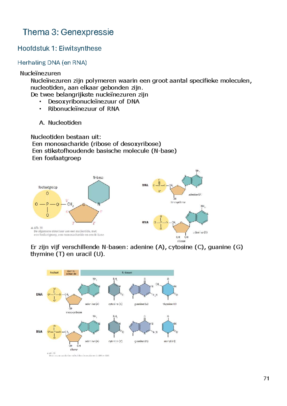 Cursus Thema 3: Genexpressie en Eiwitsynthese Herhaling - Studocu