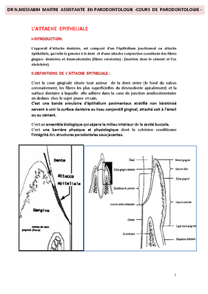 2-Physiologie de la gencive - LA GENCIVE I-DEFINITIONS: La gencive ou ...