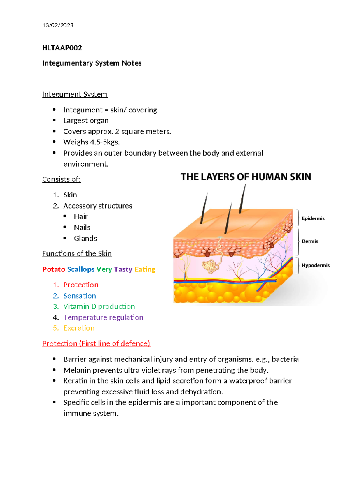 Integumentary System Notes - HLTAAP Integumentary System Notes ...