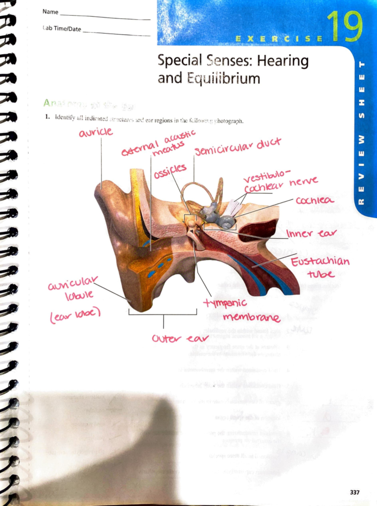Lab ex 19 - Hearing and equilibrium Dr. Peltzer - ' ~ I I ...