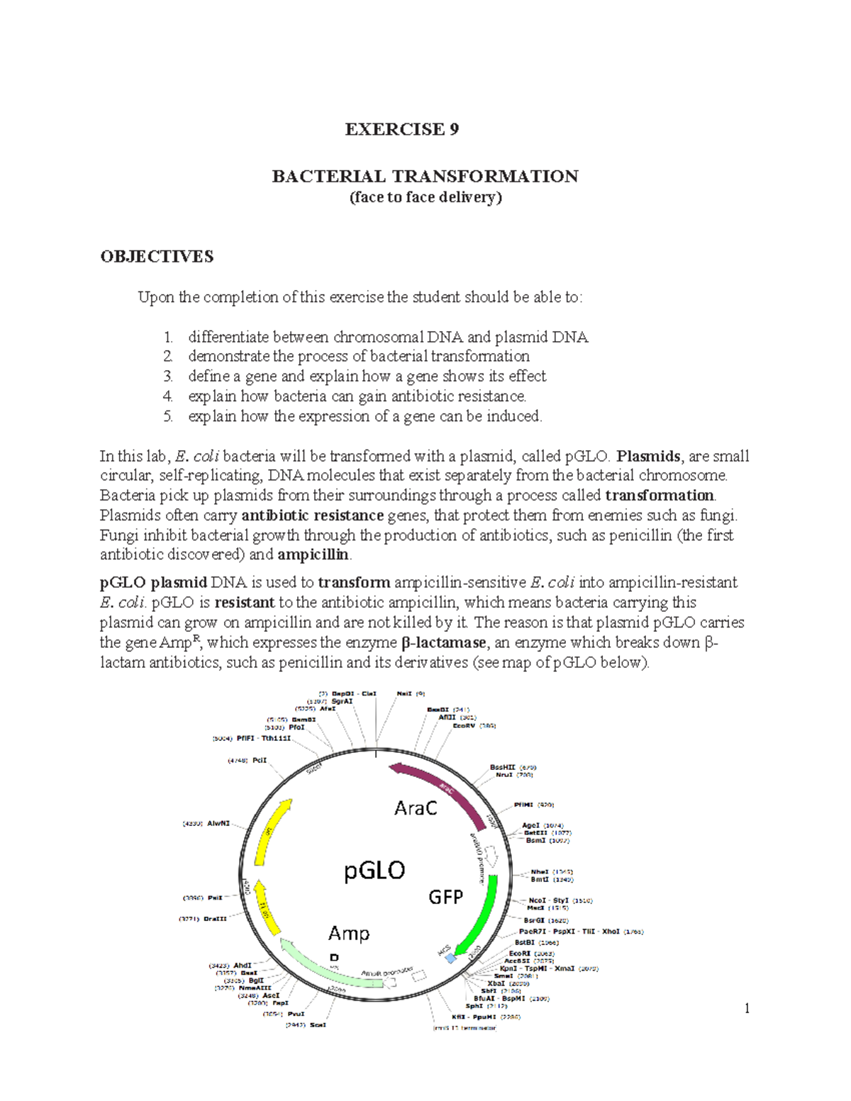 Bacterial Transformation Lab F2F Exercise: pGLO Experiment Guide - Studocu