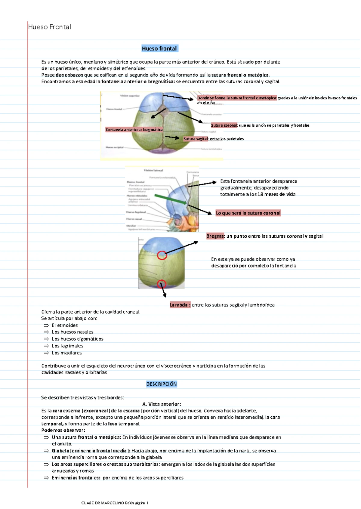 BASE DEL CRÁNEO: Estructura EXOCRANEO y ENDOCRANEO - Estudio Detallado ...