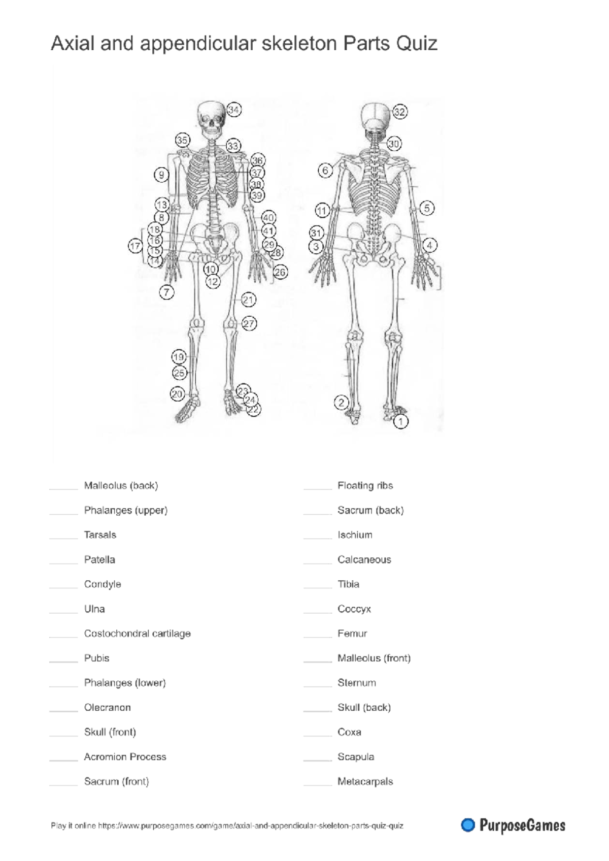 Axial and Appendicular Skeleton Parts Quiz - Worksheet 34-41 - Studocu