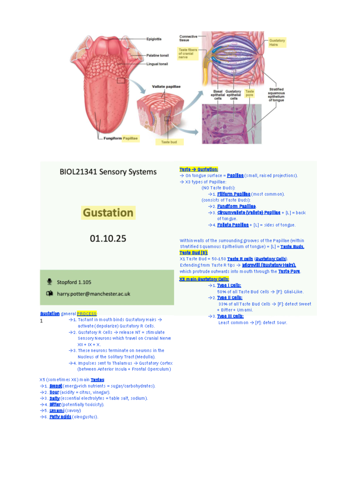 BIOL21341 - Taste Mechanisms: Papillae, Gustatory Cells, and Processes ...