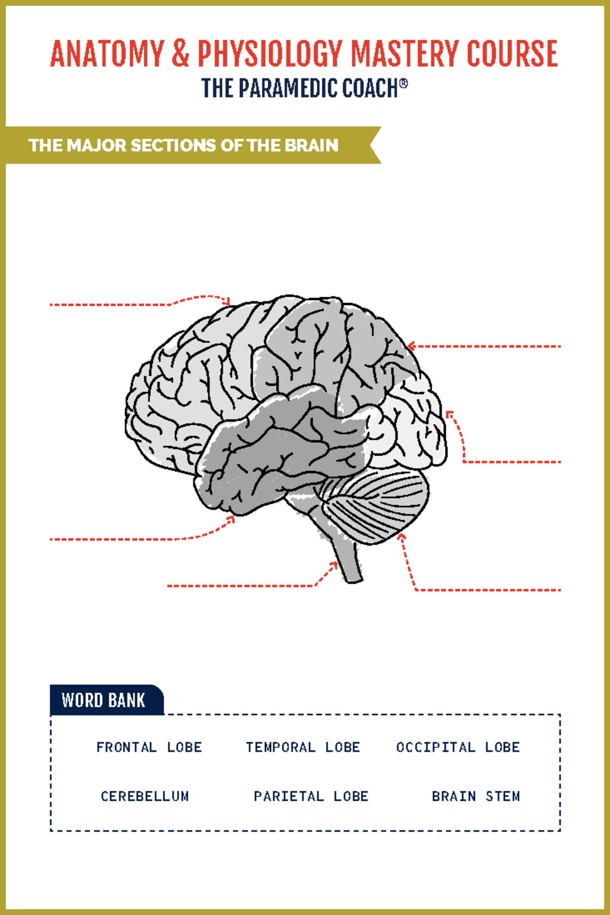Major Sections of the Brain: Anatomy & Physiology Overview (AP 101 ...