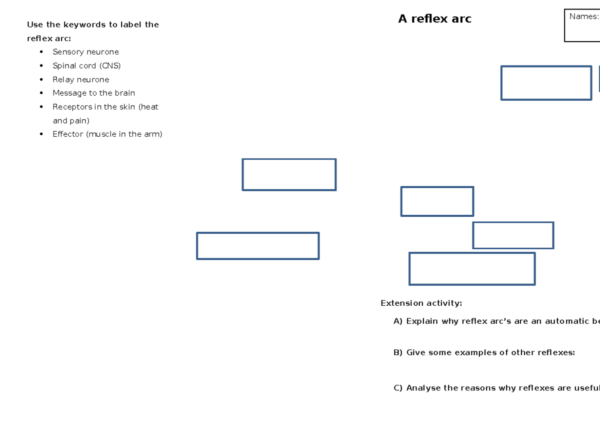Reflex arc worksheet - Use the keywords to label the reflex arc ...