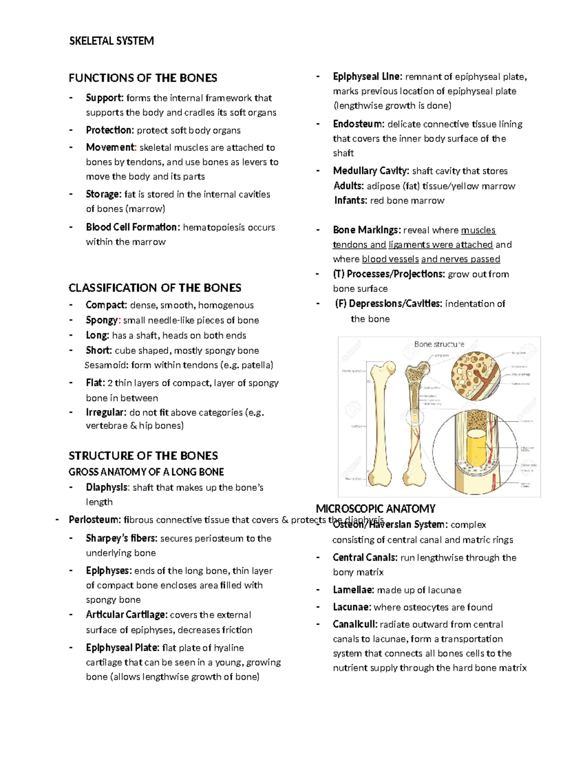 Functions of the Bones - FUNCTIONS OF THE BONES - Support: forms the ...