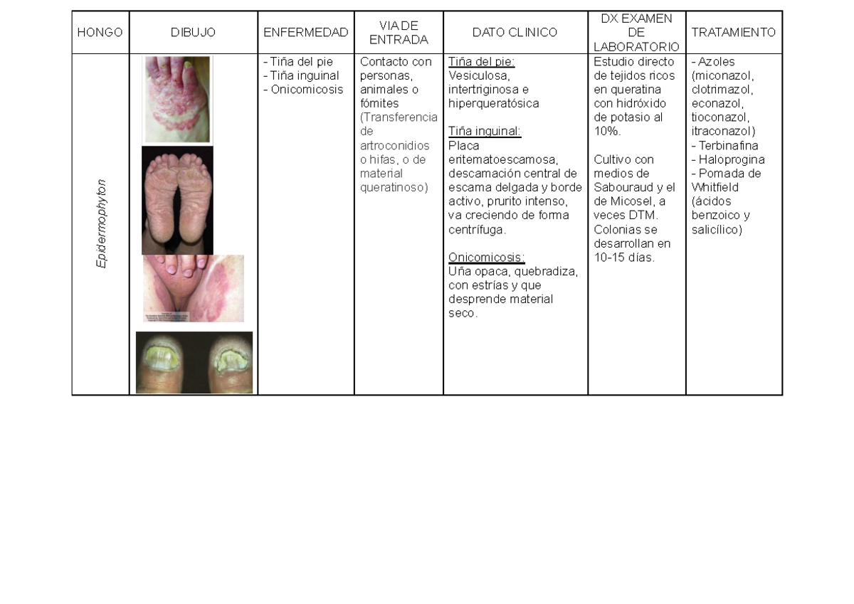 Comparativa de Dermatofitos: Epidermophyton y Microsporum - Studocu