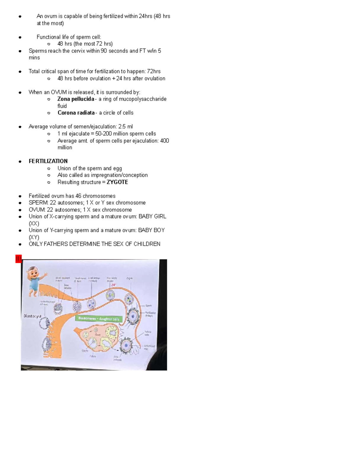 Biology 101: Fertilization and Early Embryonic Development Notes - Studocu