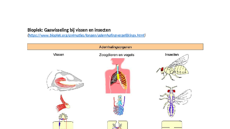 Opdracht Gaswisseling bij Vissen en Insecten - Bioplek - Studeersnel