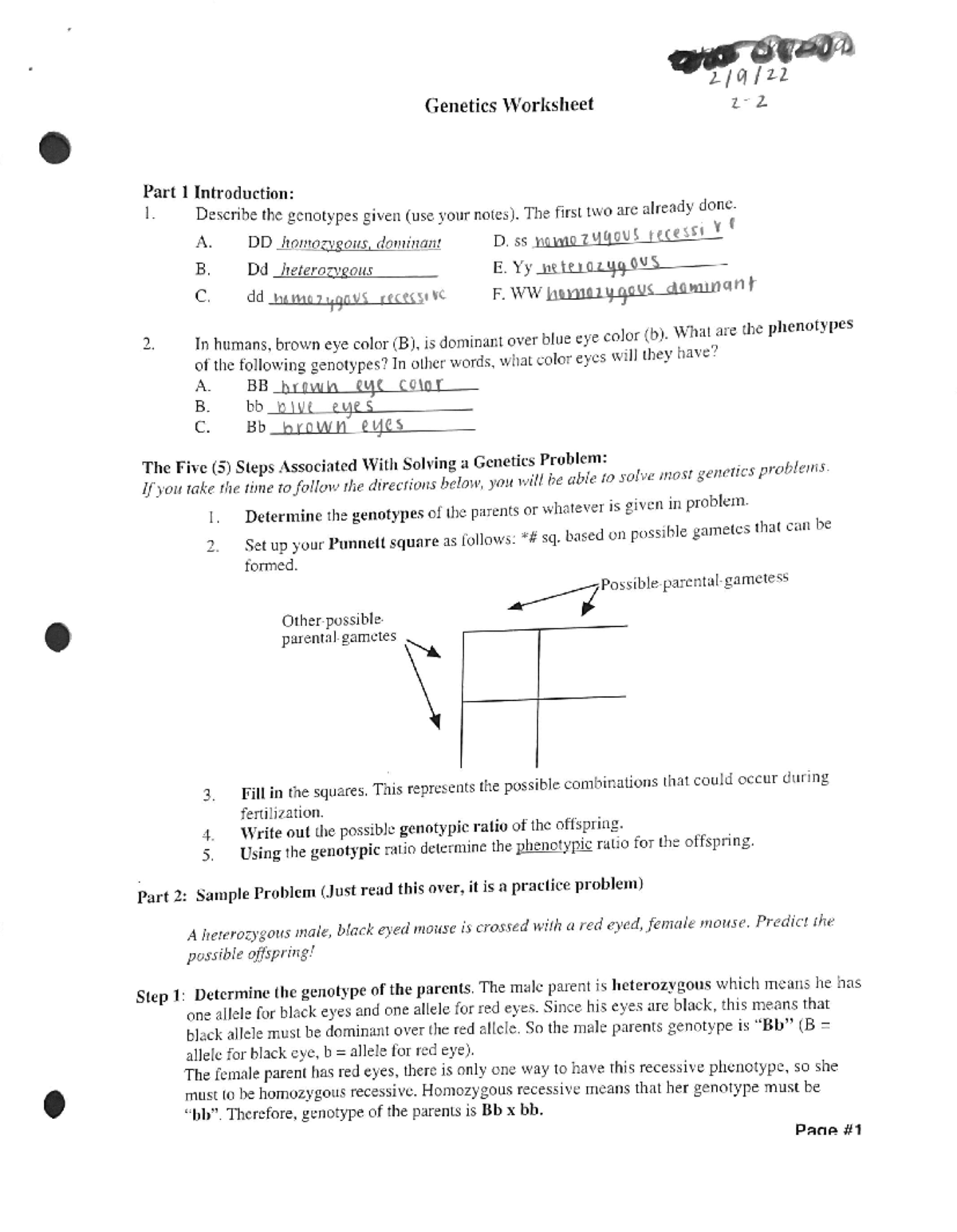 Genetics worksheet - Studocu